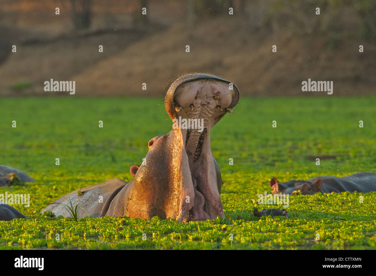 Hippo sunset hi-res stock photography and images - Alamy