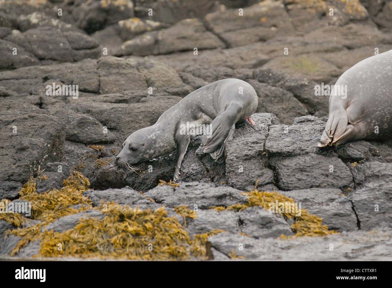 Old seal hi-res stock photography and images - Alamy