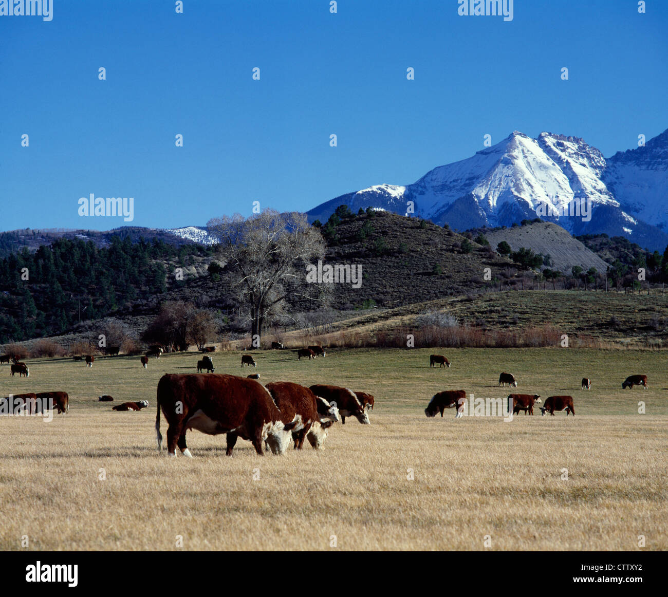 BEEF CATTLE / COLORADO Stock Photo - Alamy