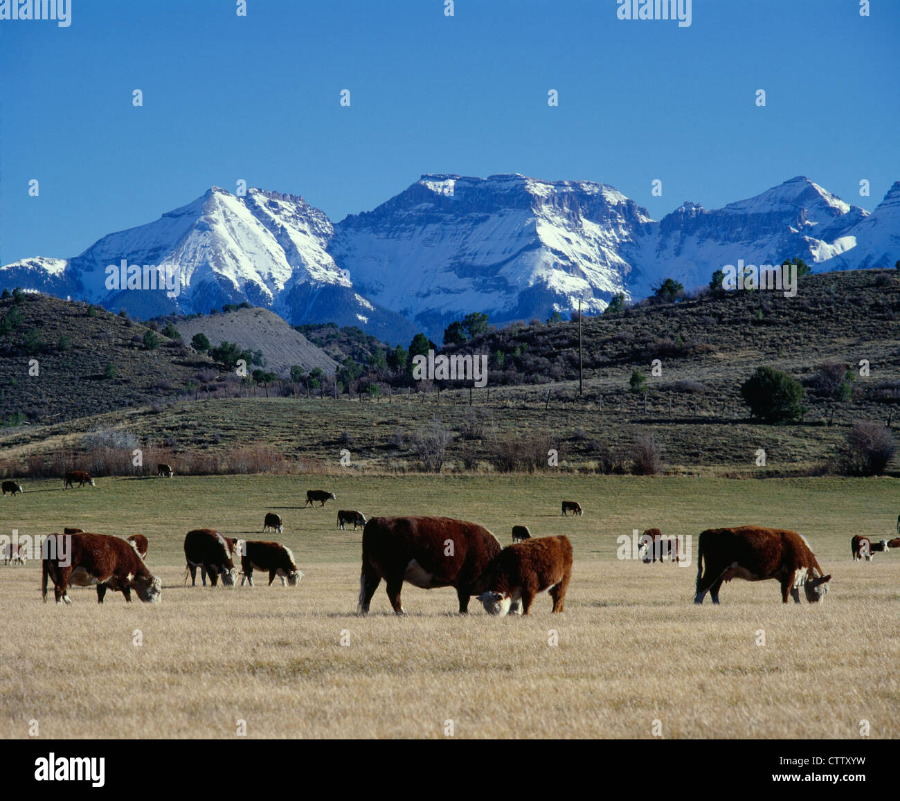 BEEF CATTLE / COLORADO Stock Photo - Alamy