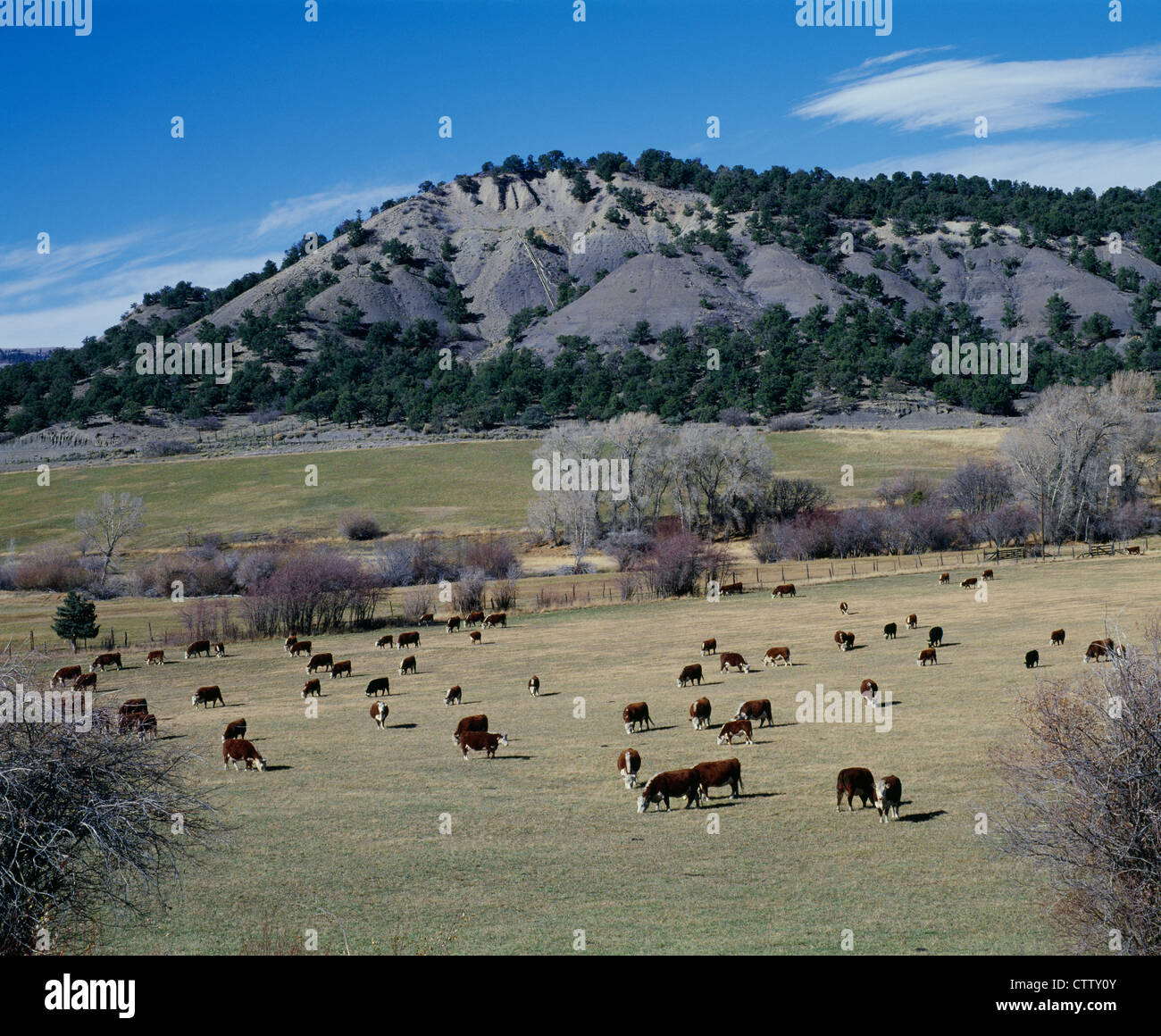 BEEF CATTLE COLORADO Stock Photo - Alamy