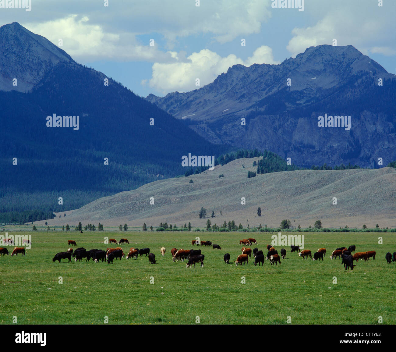 Mixed breeds cattle grazing hi-res stock photography and images - Alamy