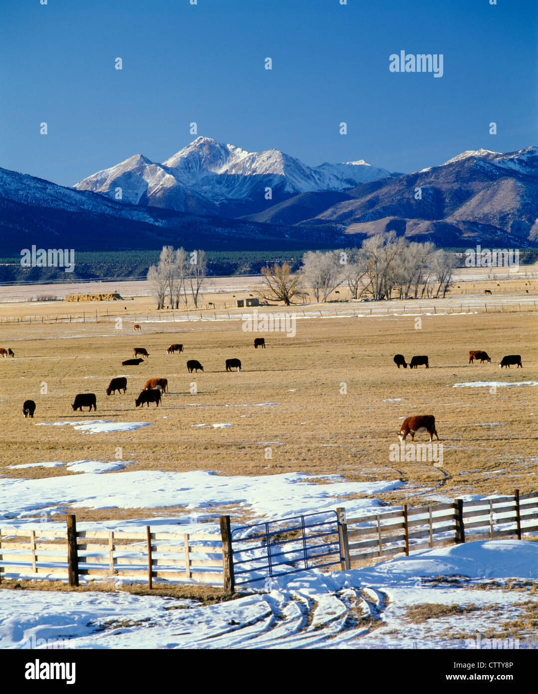 Livestock crossbred mixed beef cattle hi-res stock photography and ...