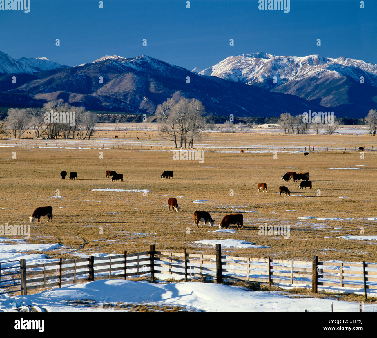 Livestock crossbred beef cow on hi-res stock photography and images - Alamy