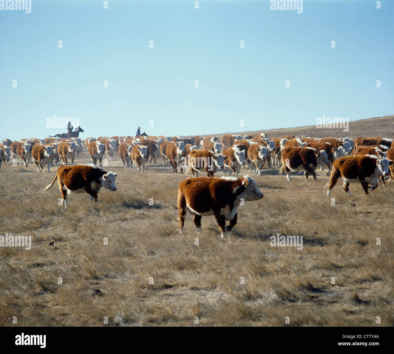 MOVING COWS AND HEIFERS IN WINTER / NEBRASKA Stock Photo - Alamy