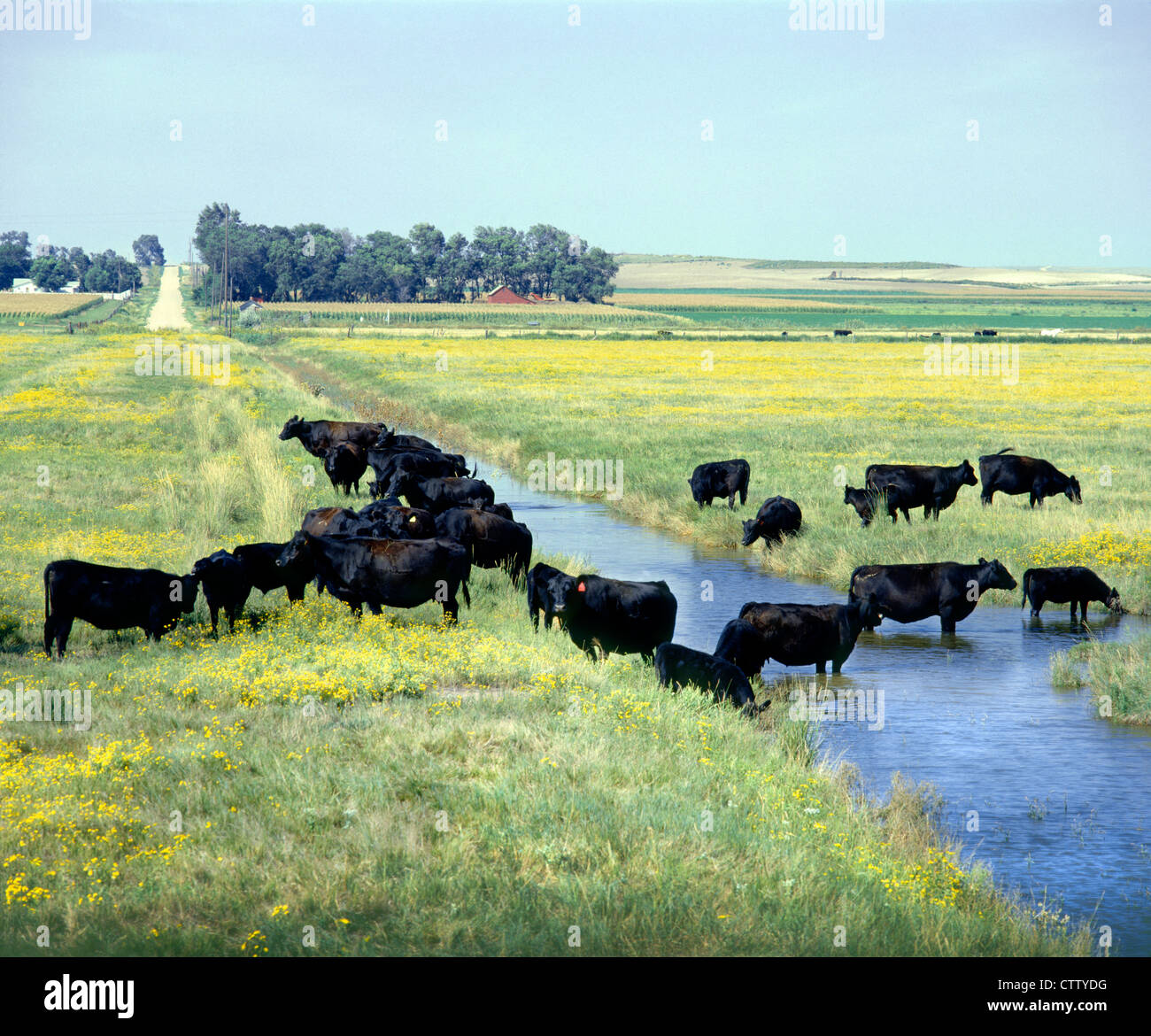 Livestock cows calf colorado hi-res stock photography and images - Alamy