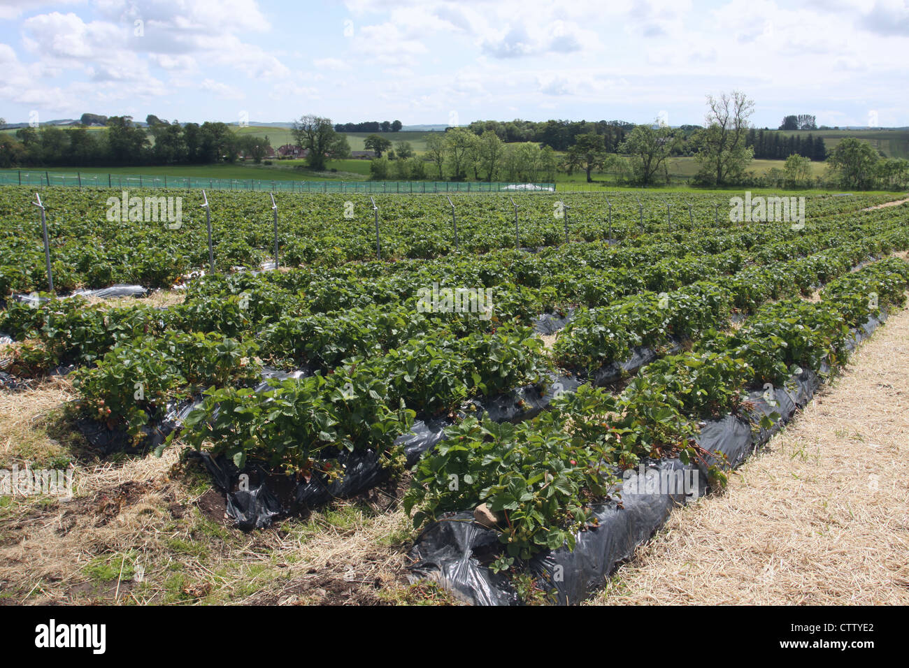 Strawberry fields Fife Scotland June 2011 Stock Photo - Alamy