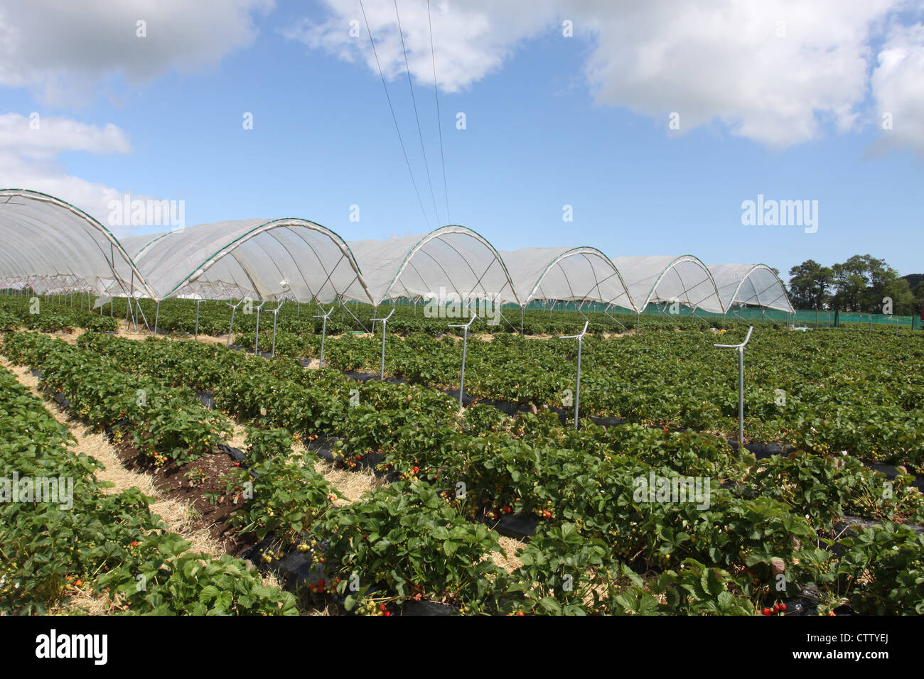 Strawberry fields Fife Scotland June 2011 Stock Photo - Alamy