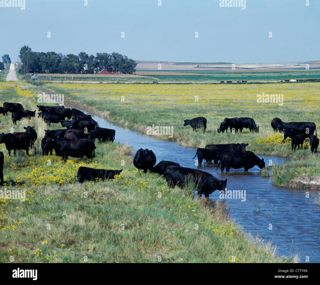 Livestock cows calf colorado hi-res stock photography and images - Alamy