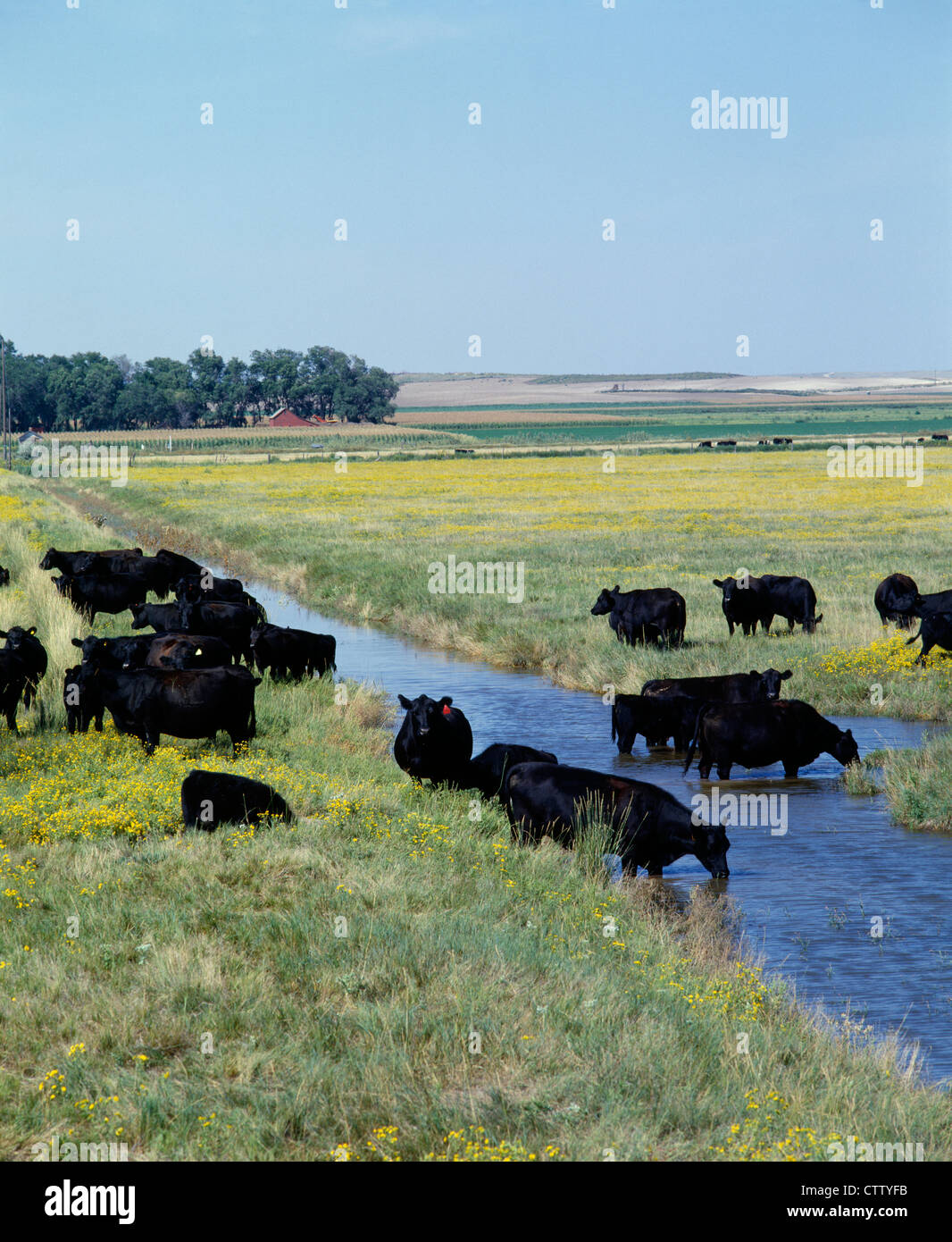 ANGUS COW-CALF HERD GRAZING BY STREAM / COLORADO Stock Photo - Alamy