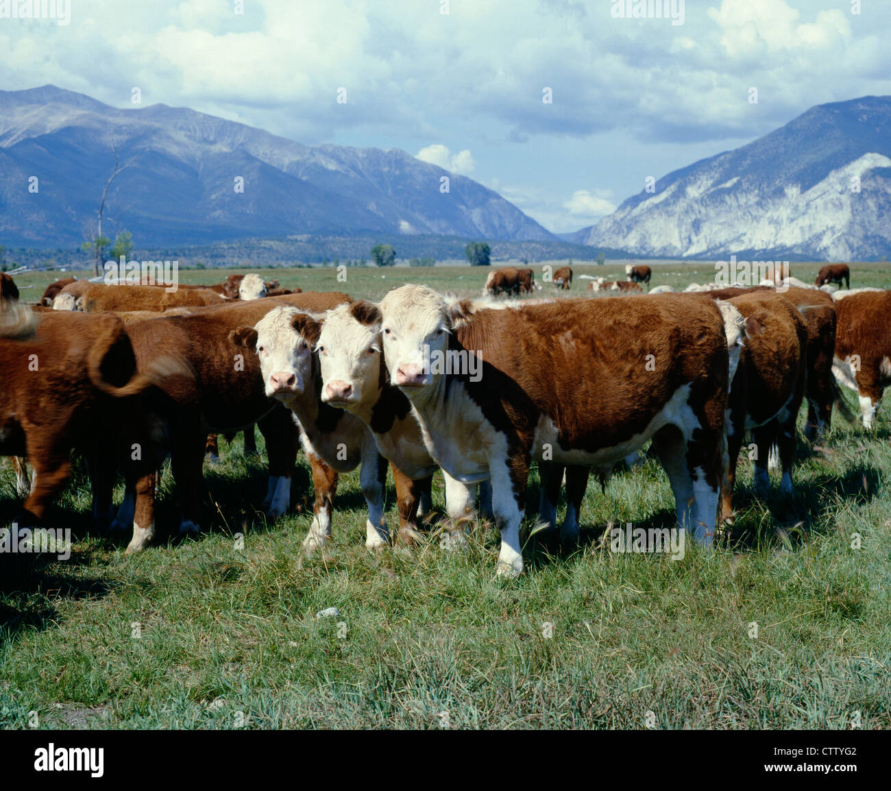 Three steers hi-res stock photography and images - Alamy