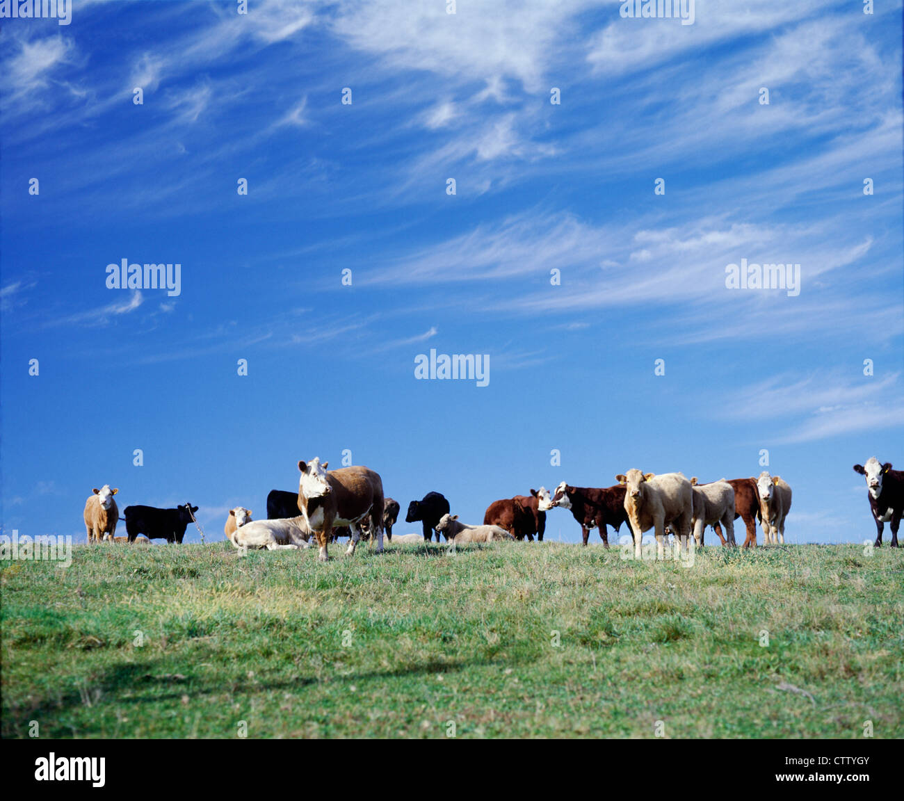 BULL, COWS AND CALVES / MISSOURI Stock Photo - Alamy
