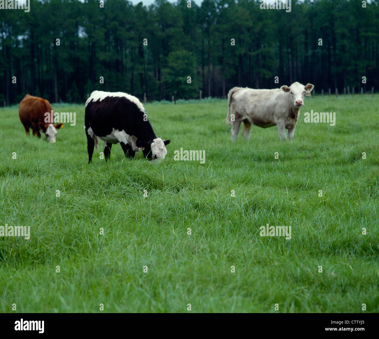 Livestock crossbred beef cow on hi-res stock photography and images - Alamy
