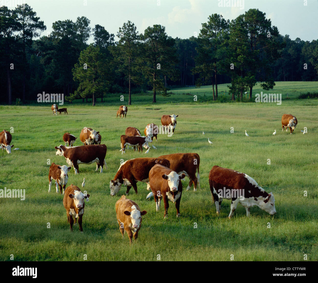 Polled hereford herd georgia hi-res stock photography and images - Alamy