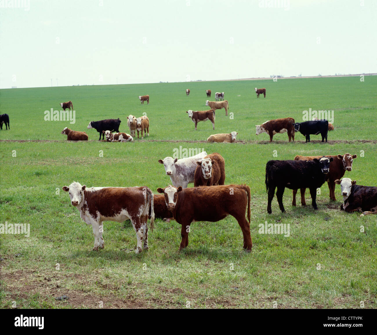 Livestock crossbred mixed beef cattle hi-res stock photography and ...
