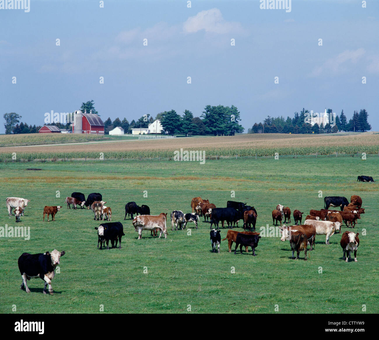 Group mixed breed cattle hi-res stock photography and images - Alamy