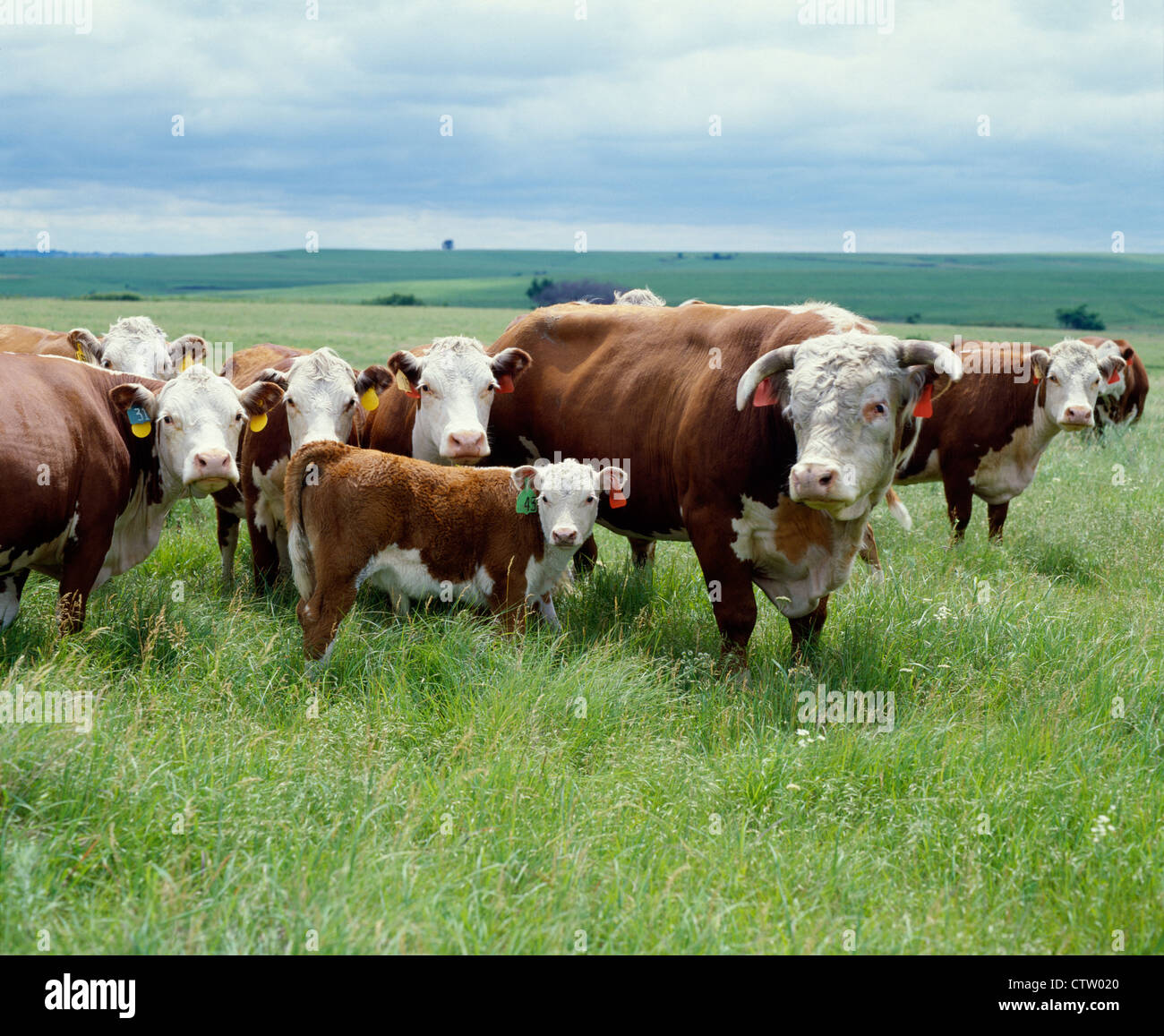HEREFORD COWS, CALVES AND BULL / OKLAHOMA Stock Photo - Alamy