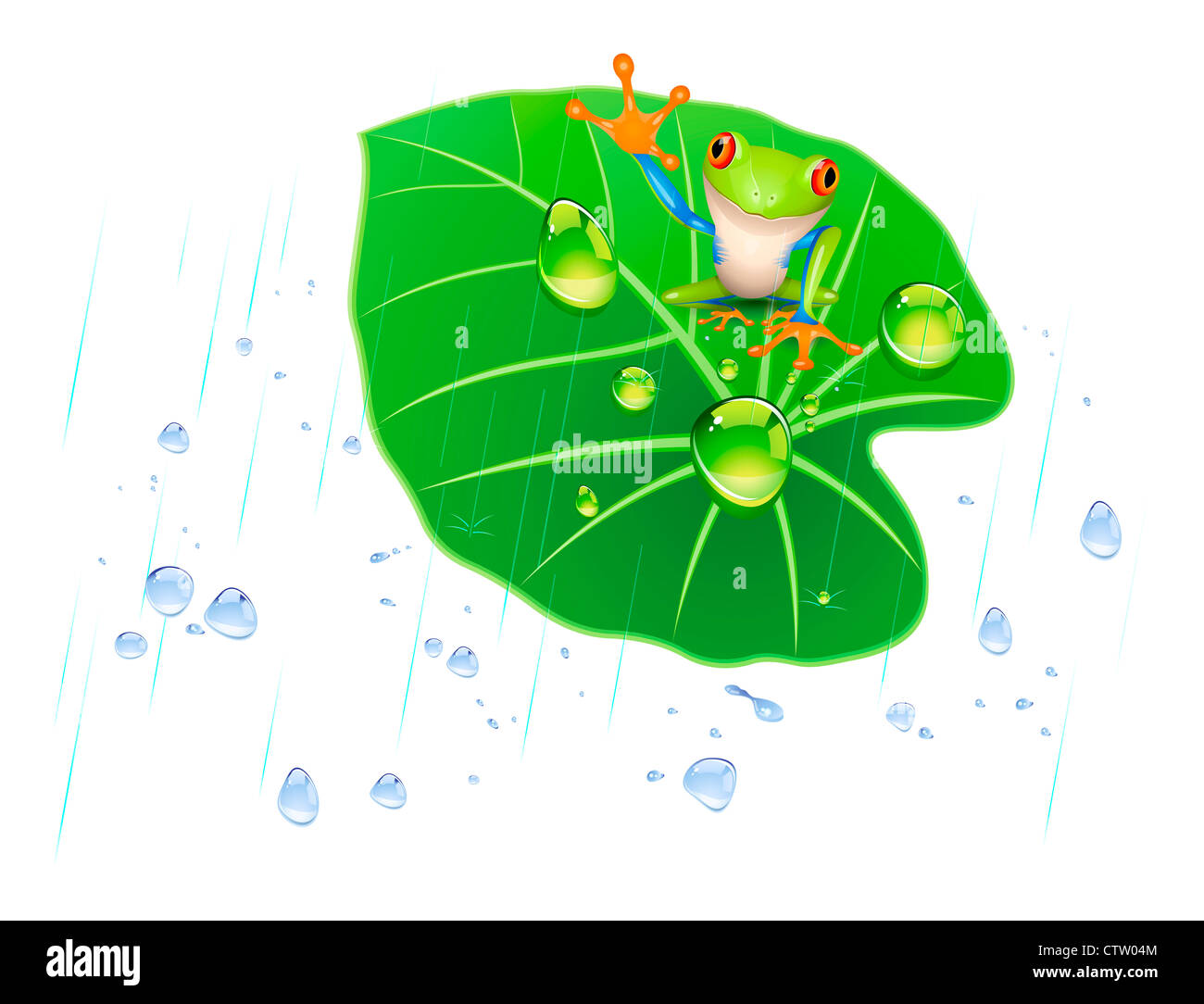 Isolated frog on the lotus leaf in the rain Stock Photo - Alamy