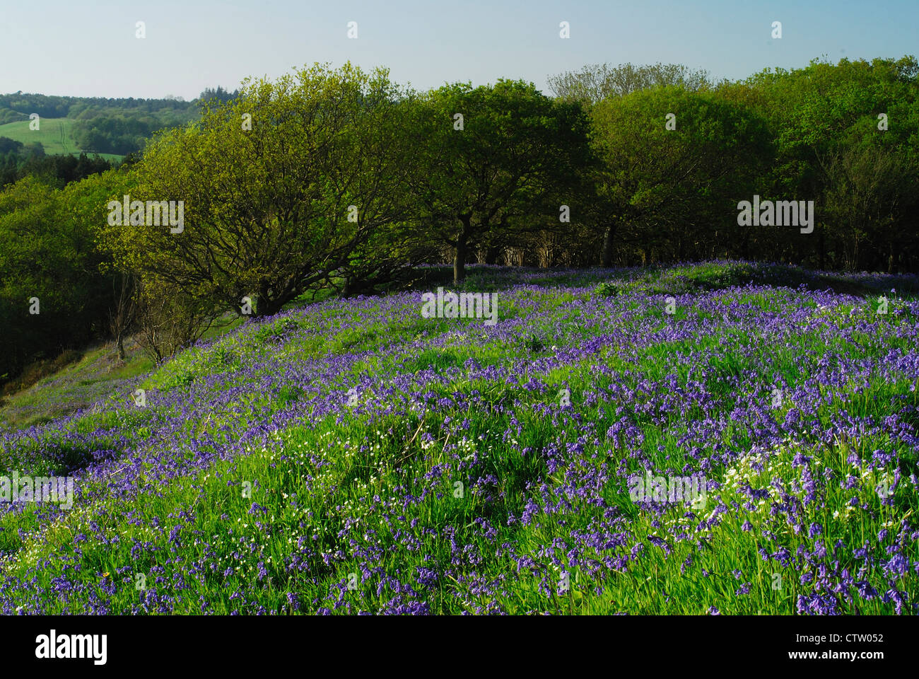 Bluebells on Powerstock Common, Dorset, Spring Stock Photo - Alamy