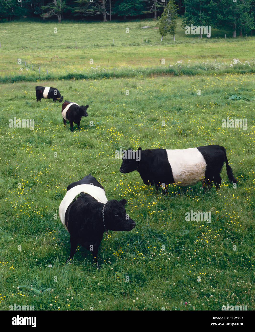 Belted galloway group hi-res stock photography and images - Alamy