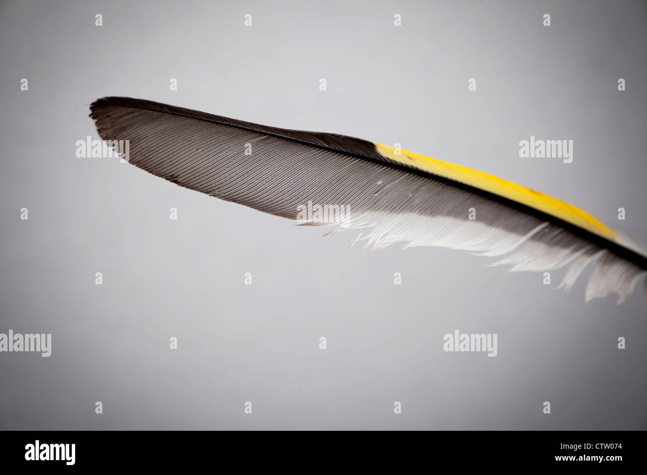 Small feather with yellow, black & white colouring Stock Photo - Alamy