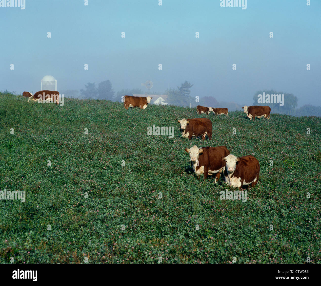 Clover field cows hi-res stock photography and images - Alamy