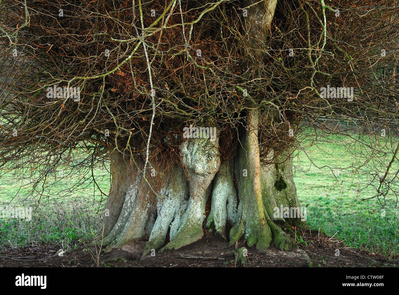 The trunk of a veteran lime tree UK Stock Photo - Alamy