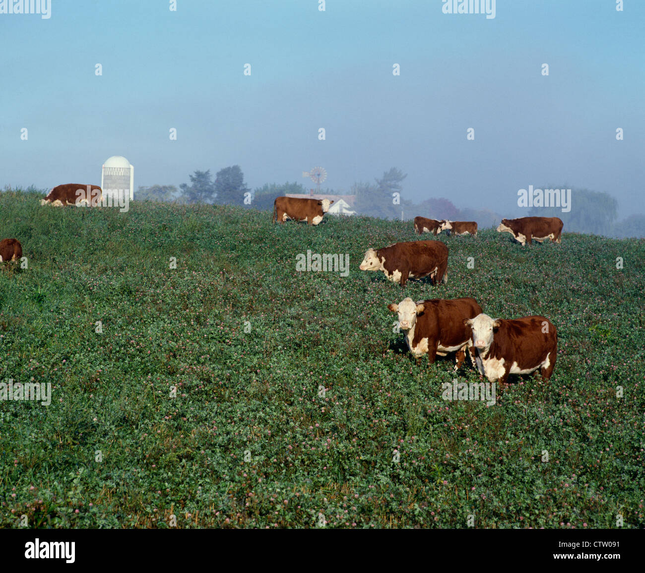 Clover field cows hi-res stock photography and images - Alamy