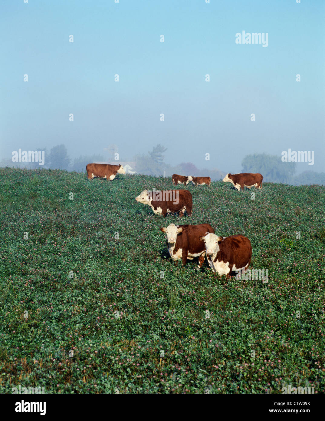 Clover field cows hi-res stock photography and images - Alamy