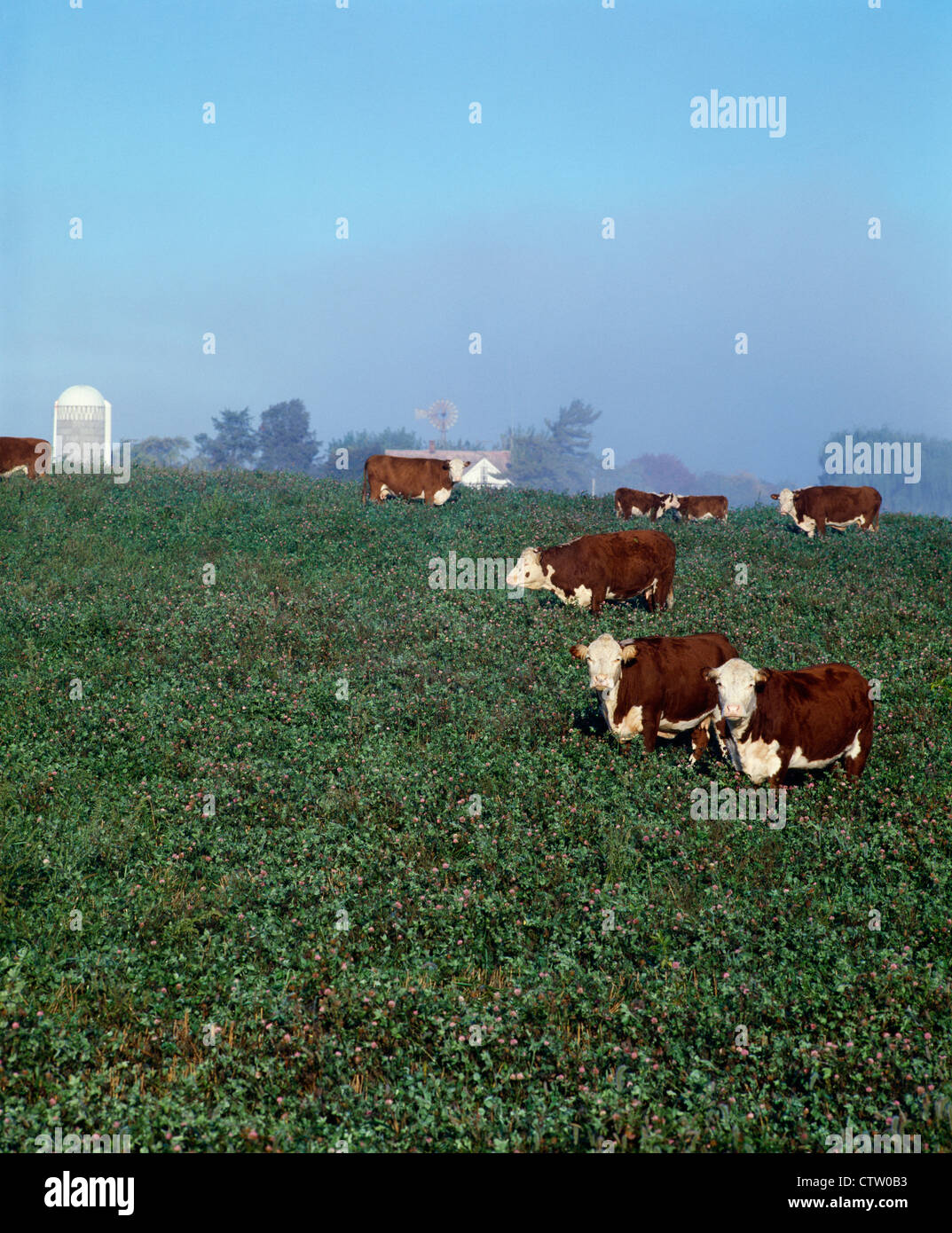 HEREFORD COWS AND CALVES IN CLOVER PASTURE Stock Photo - Alamy