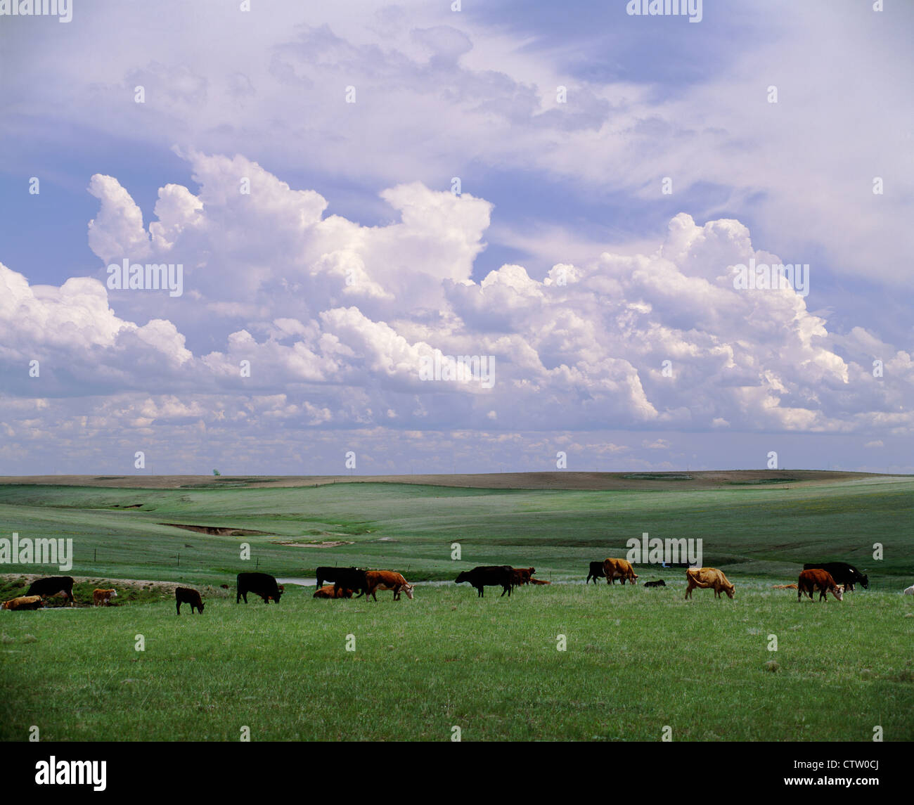 CATTLE GRAZING PRAIRIES / COLORADO Stock Photo - Alamy