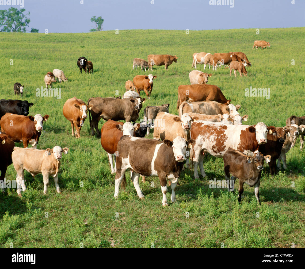 BRAUNVIEH CATTLE / NEBRASKA Stock Photo - Alamy
