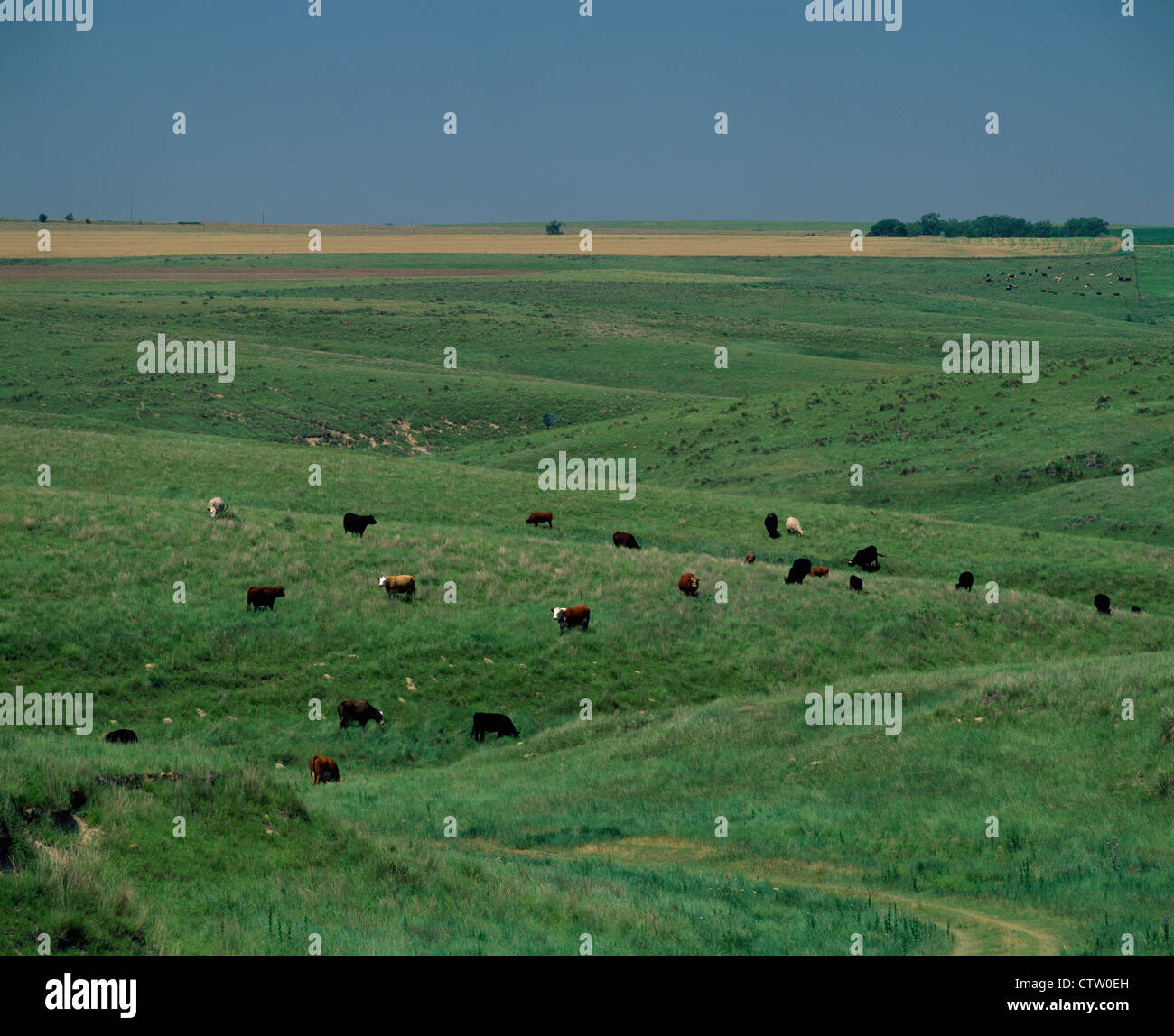 CATTLE ON RANGE / NEBRASKA Stock Photo - Alamy