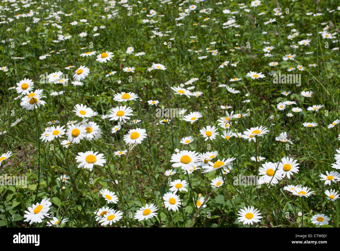 Ox eye daisy flowers in wild flower meadow Stock Photo - Alamy