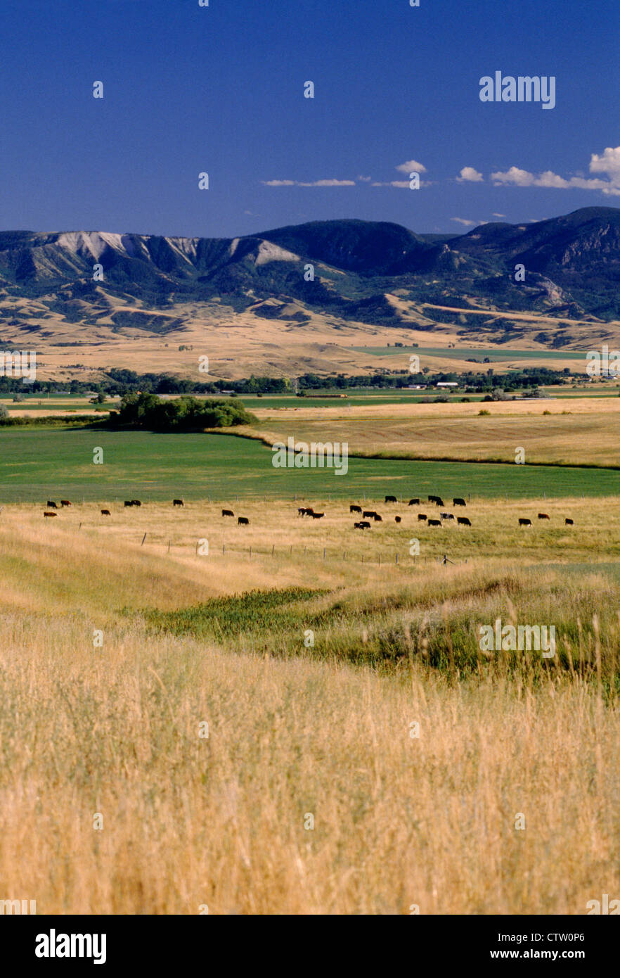 LARGE MIXED BREED COW-CALF HERD GRAZING ON SUMMER PASTURE; BIG HORN ...