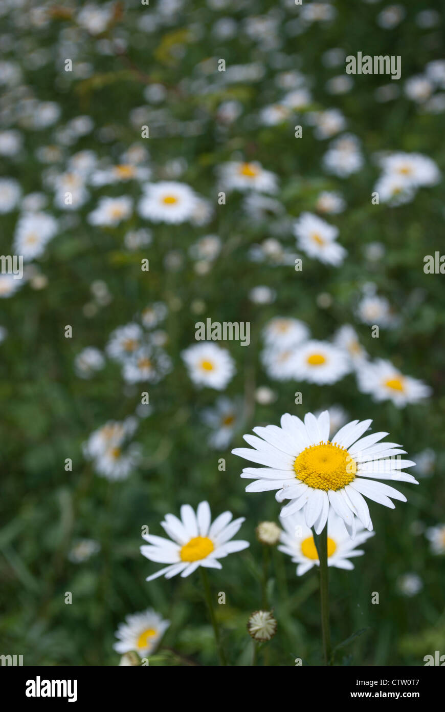 Ox eye daisy flowers in wild flower meadow Stock Photo - Alamy