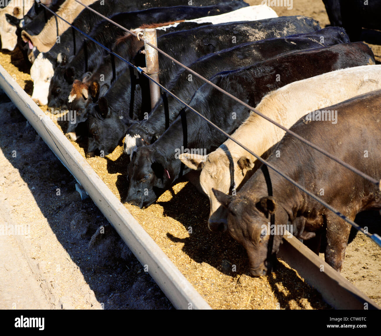700-800 POUND HEIFERS IN FEEDLOT; FEED IS SILAGE AND CORN / KANSAS ...