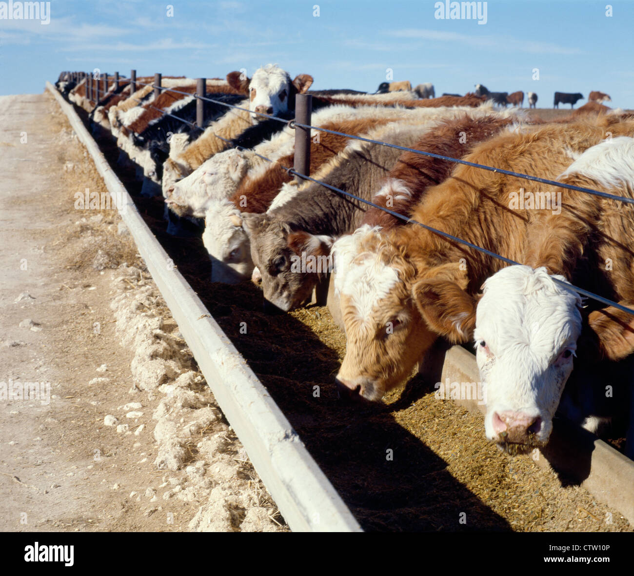 Livestock crossbred beef cattle feed hi-res stock photography and ...