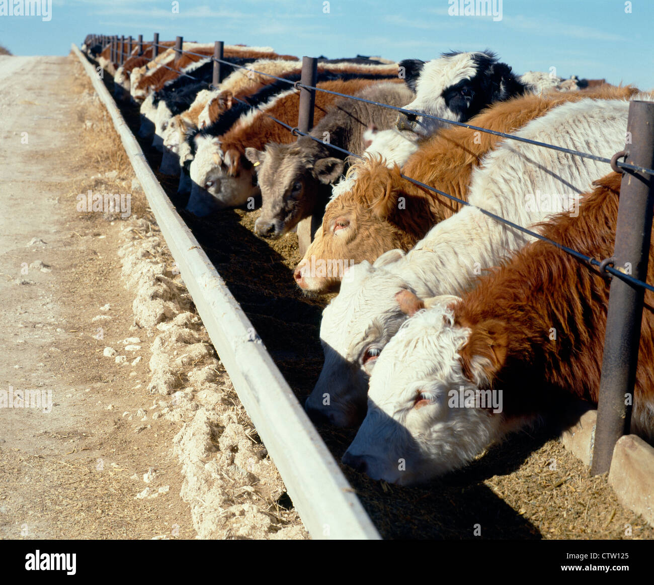 Crossbred cows eating grain hi-res stock photography and images - Alamy