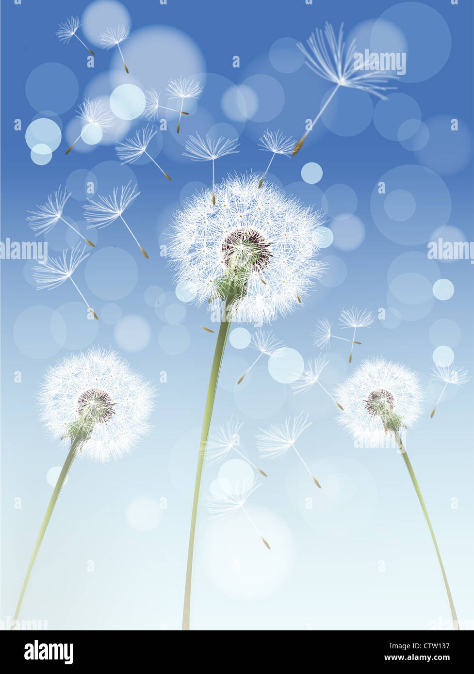 dandelion with flying seeds on cloudy sky Stock Photo - Alamy
