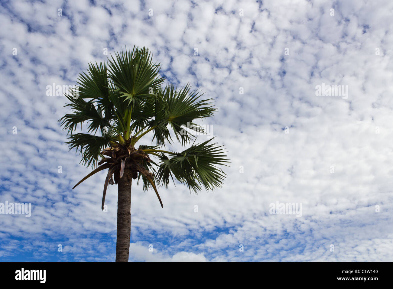 Photo of Sugar Palm Tree Stock Photo - Alamy