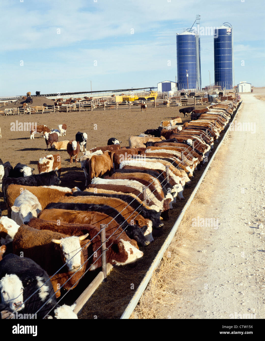 Crossbred cows eating grain hi-res stock photography and images - Alamy