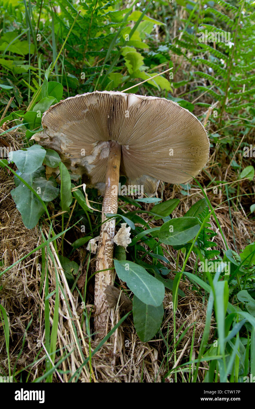 Large fungi hi-res stock photography and images - Alamy