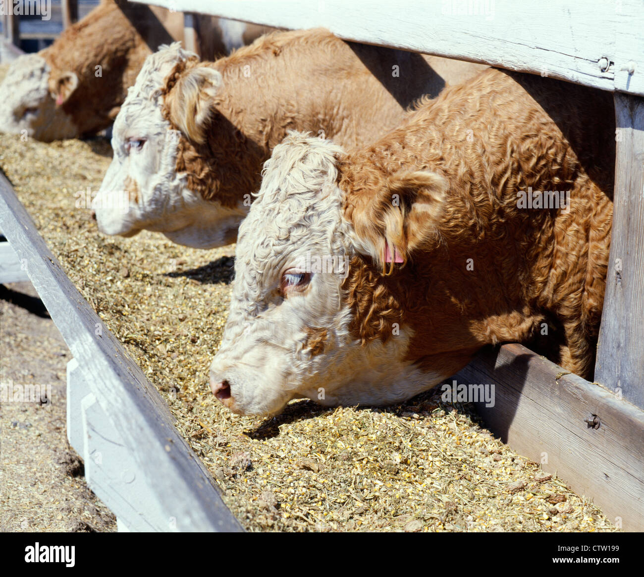 Cow eating corn hi-res stock photography and images - Alamy