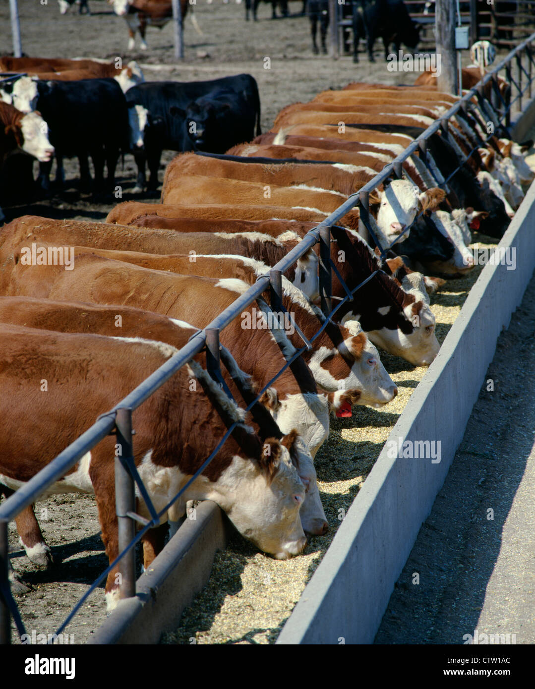 900 - 1000 LB. STEERS Stock Photo - Alamy