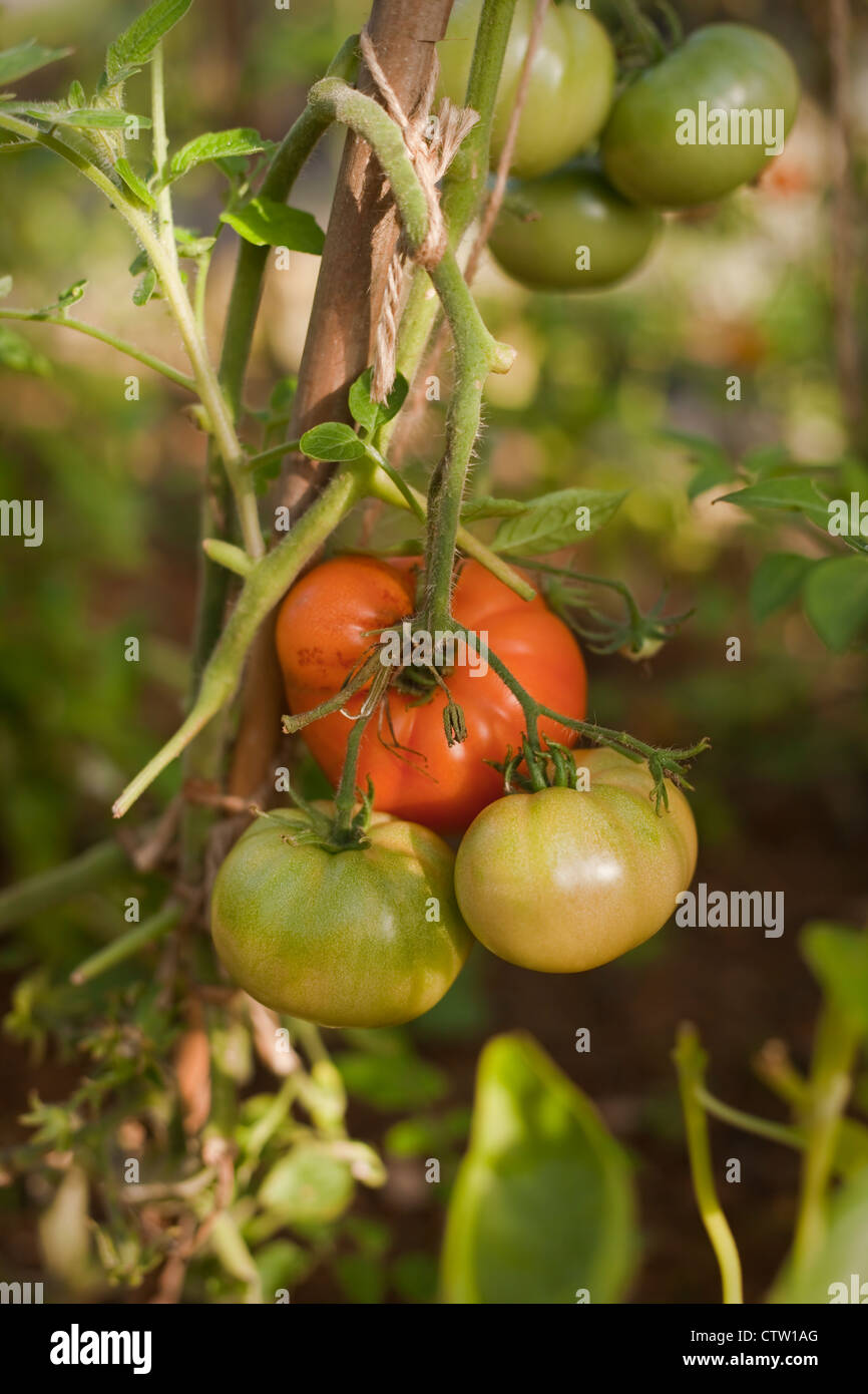 Ripening vine tomatoes grown under cover in glasshouse tied to support ...