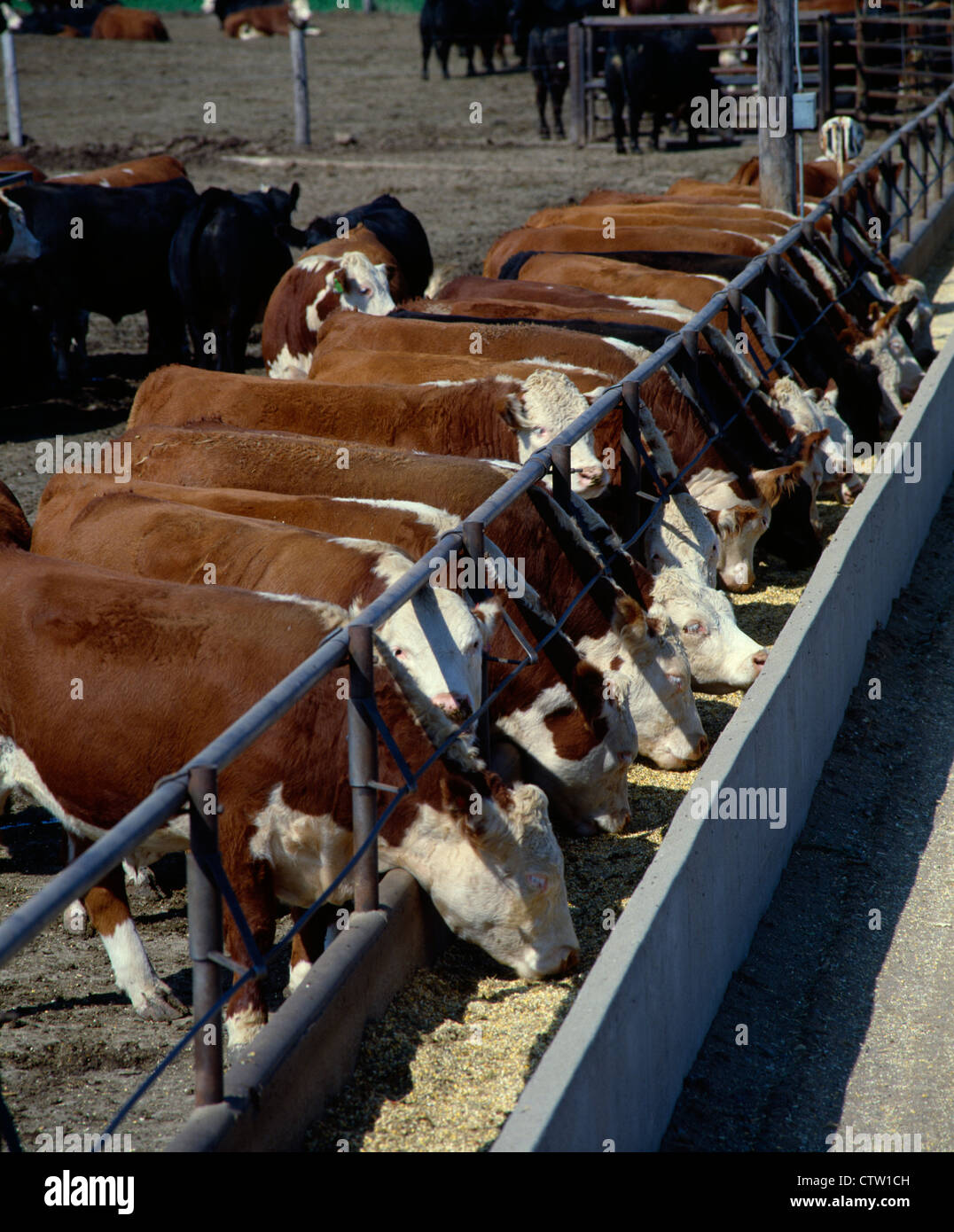 900 - 1000 LB. STEERS Stock Photo - Alamy