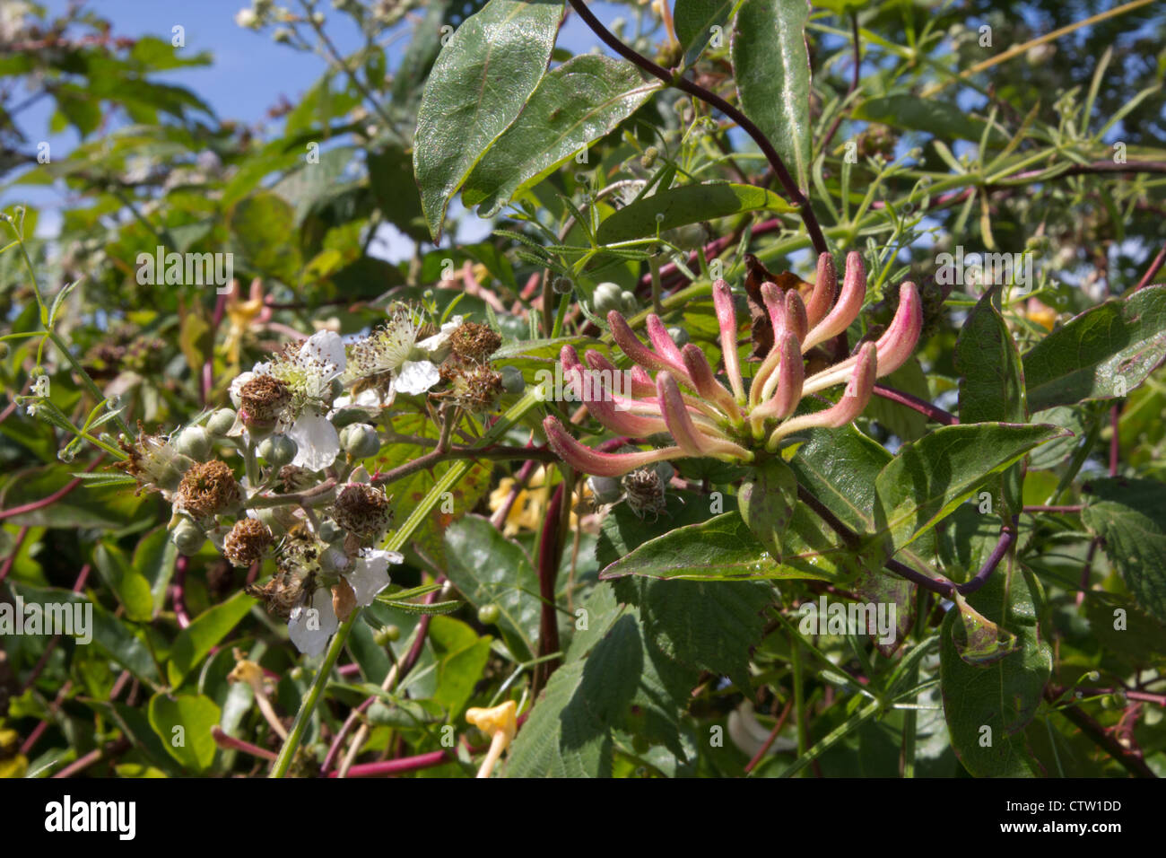 Wild hedgerow honeysuckle and brambles Stock Photo - Alamy