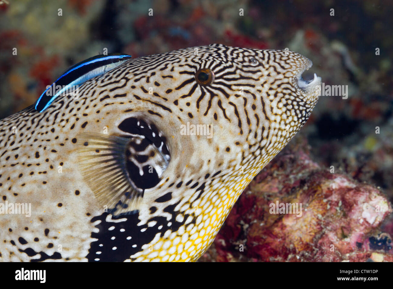 Puffer fish - Arothron mappa with cleaner wrasse - Labroides dimidiatus ...