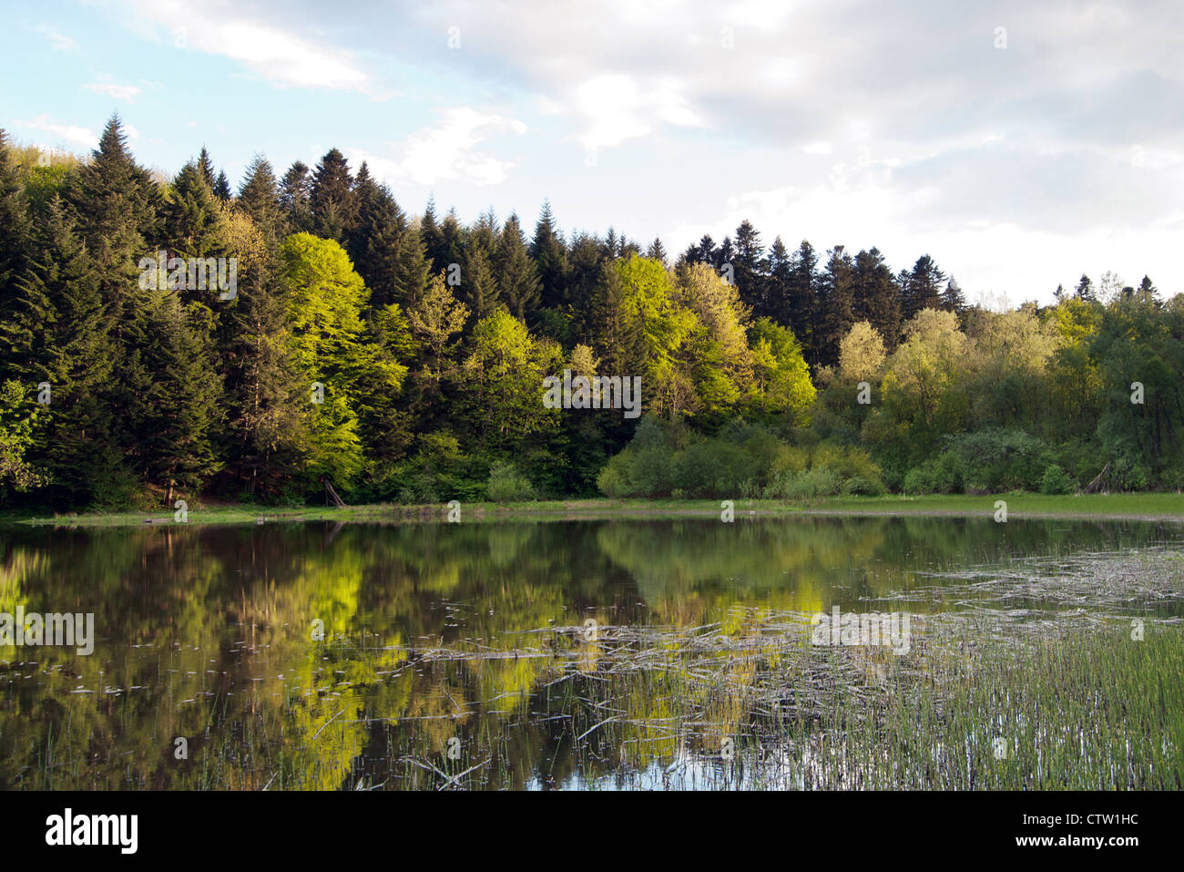 a forest lake close up Stock Photo - Alamy